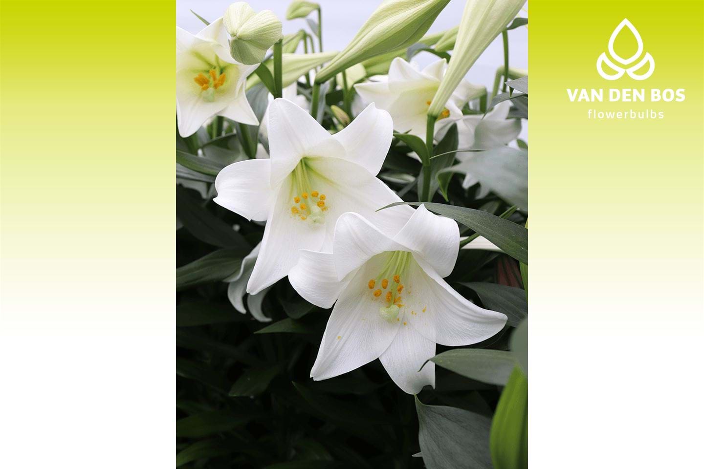 Miracle® (L.L.O.) - Lily - Van den Bos Flowerbulbs